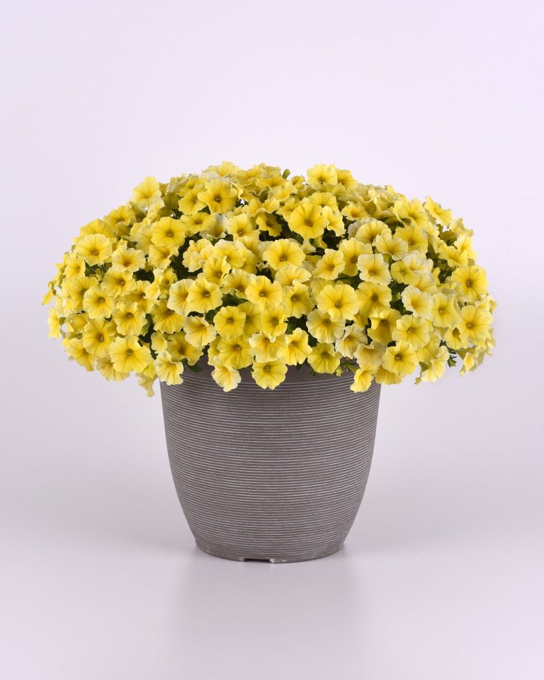 Petchoa Caliburst Yellow - Muller Seeds