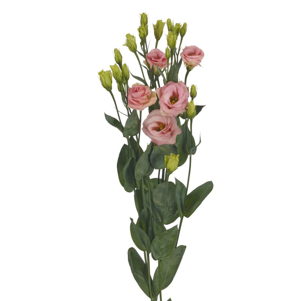 Lisianthus (Eustoma) grandiflorum Rosita 3 Champagne - Muller Seeds